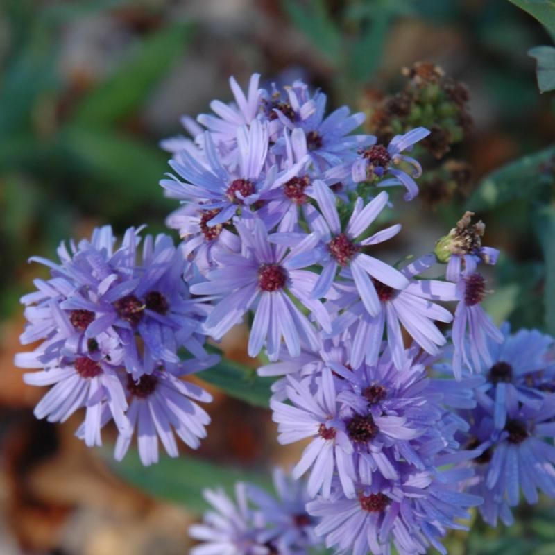 B.B. Barns - Aster Laevis Blue 1 Gallon