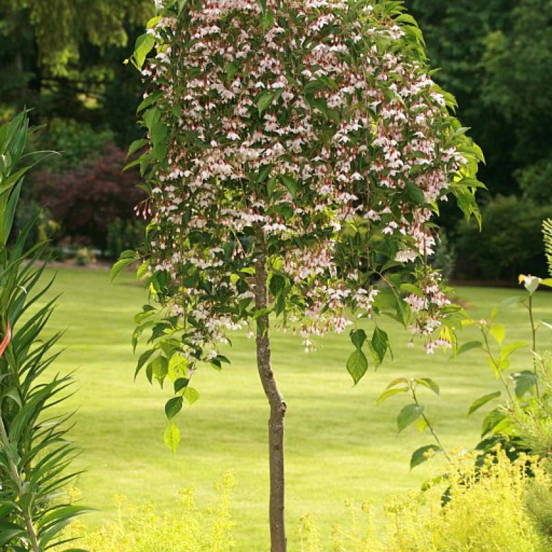 B.B. Barns - Styrax Japonicus ‘Marley’s Pink Parasol‘ 25 Gallon